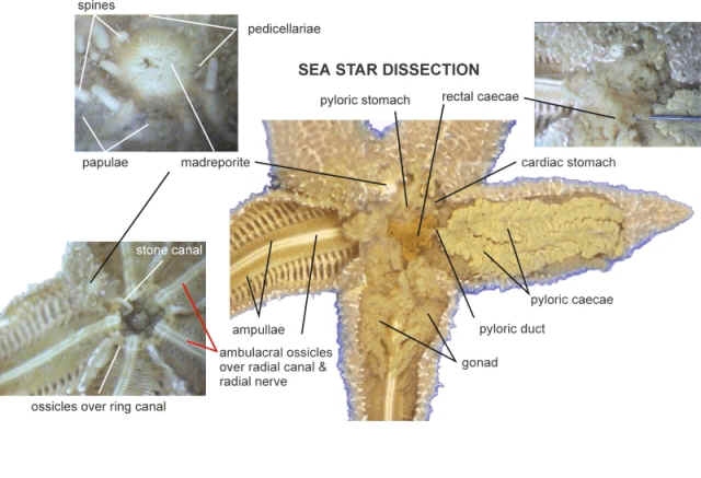 Starfish Dissection